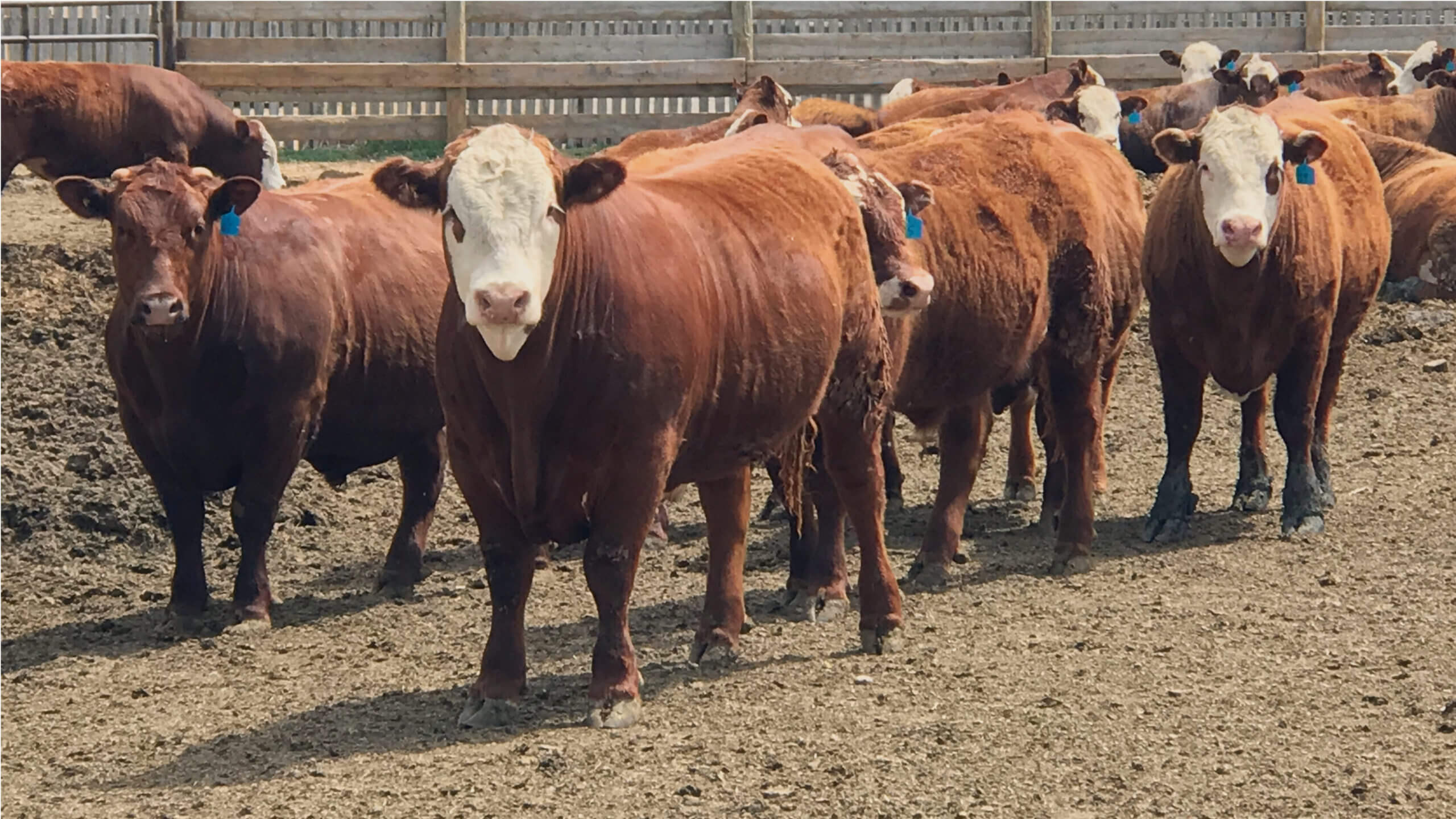 From pasture to policy: Using LPI - Livestock Price Insurance