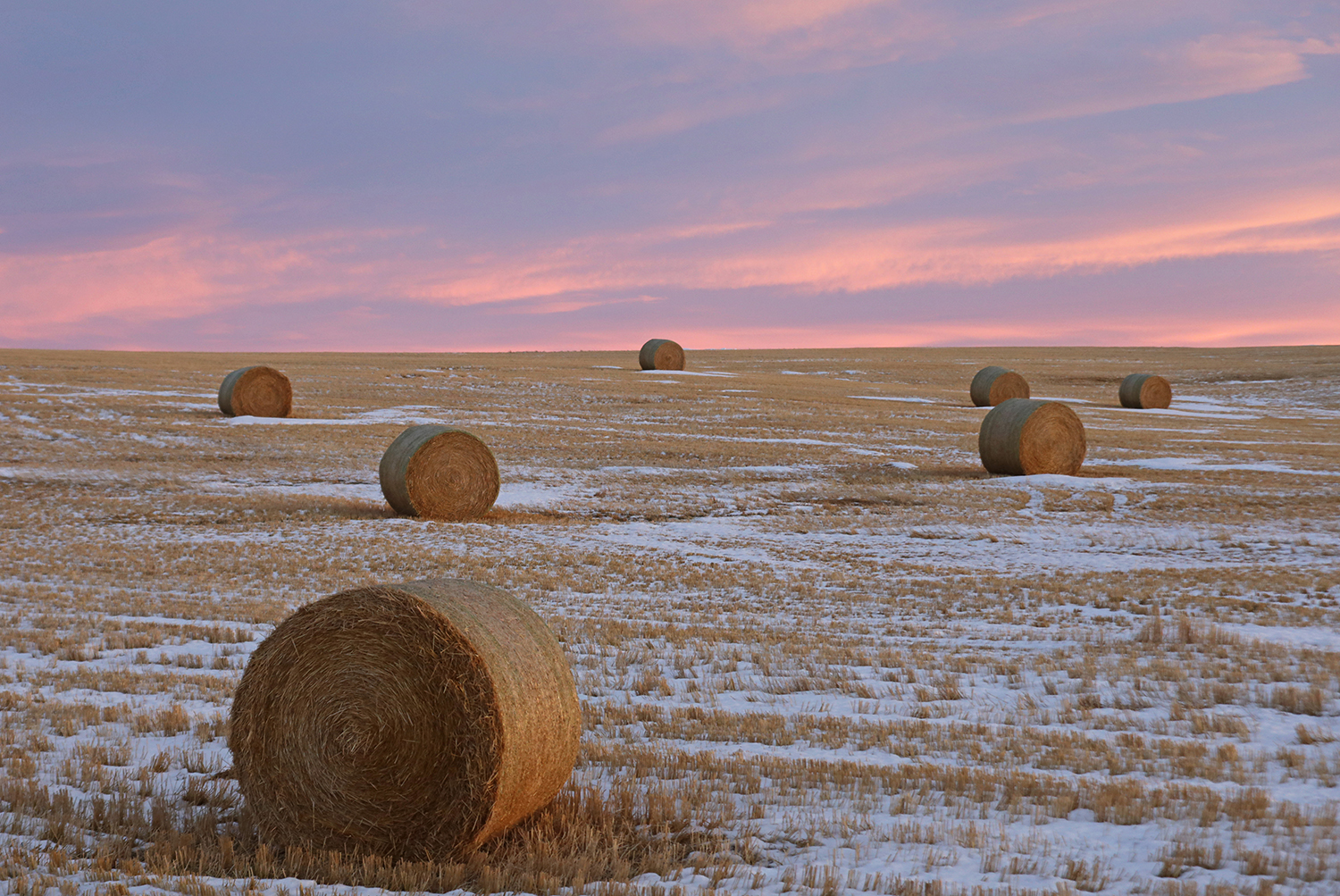 From pasture to policy: Does LPI guarantee a set price? - Livestock ...